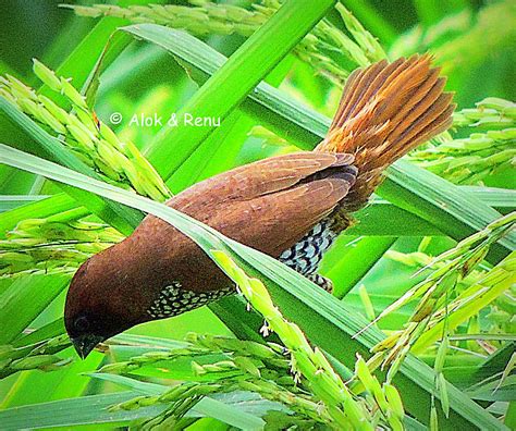 The Seed Eater Birdforum