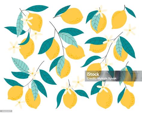 노란색 레몬 익은 과일 와 가지 와 녹색 잎 와 피는 꽃 벡터 Illustration 레몬에 대한 스톡 벡터 아트 및 기타 이미지 Istock