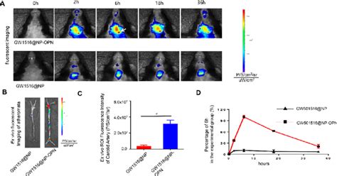 In Vivo And Ex Vivo Near Infrared Fluorescence Nirf Imaging Of Download Scientific Diagram