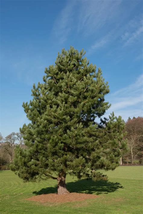 Eldarica Pine For Sale Buying And Growing Guide
