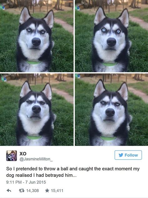 Anuko The Siberian Husky Is Not Impressed