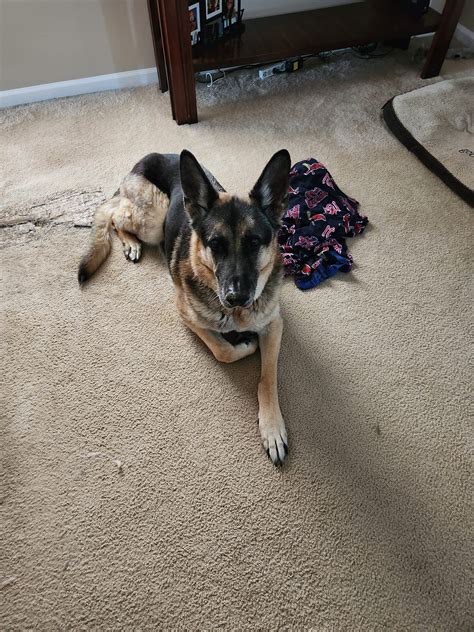 Pea The Model Detective Added A Pea The Model Detective