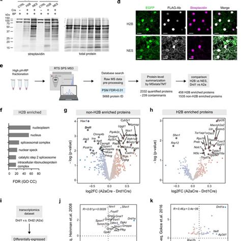 In Situ Proximity Labeling Generates Cell Type And Subcellular Download Scientific Diagram