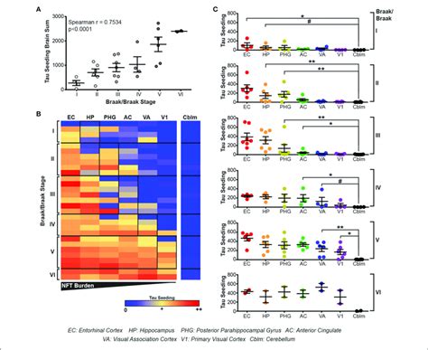 Tau Seeding Activity Precedes Tau Pathology Along The Braak Tau Download Scientific Diagram