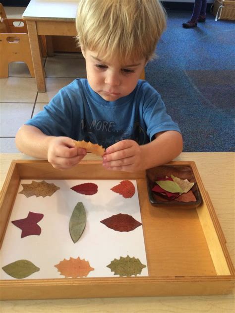 This Is A Beautiful Leaf Matching Work My Co Teacher Made Its Simple Paper Leafs That She
