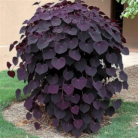 Ruby Falls Redbud Tree For Sale 4 5ft Bareroot Organic Redbud Tree