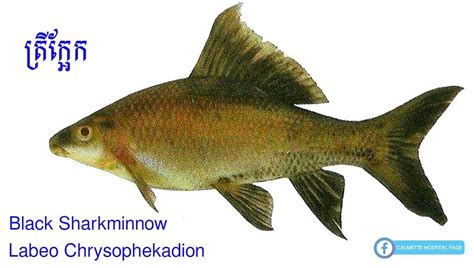 ជំងឺខ្សោយតំរងនោមស្រួចស្រាវដោយសារការបរិភោគប្រម៉ាត់ត្រី សារព័ត៌មាន នគរវត្ត