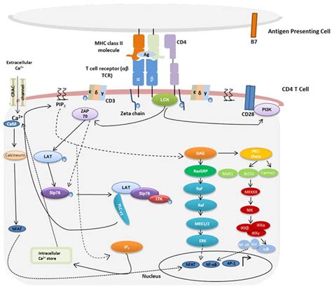 T Cell Receptor Complex