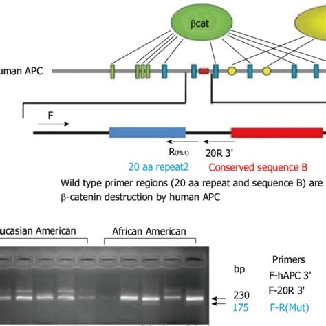 Schematic Representation Of Human Apc Gene And Design Of Appropriate