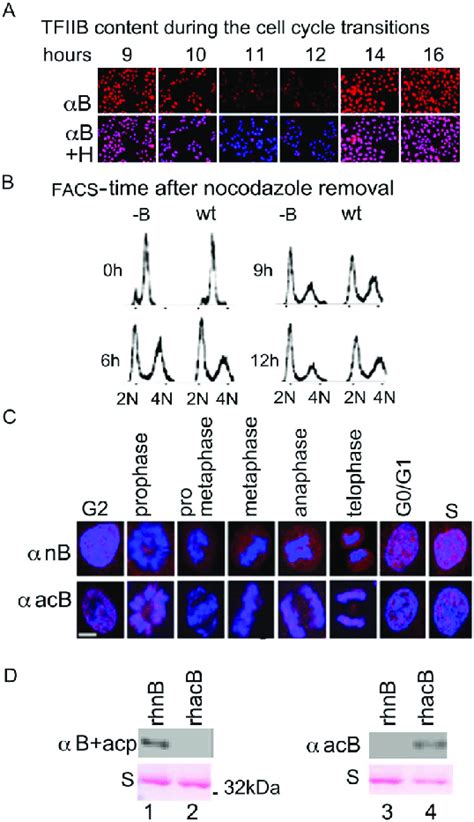Functions Of Tfiib And The Acetylated Tfiib Variant In Cell Cycle