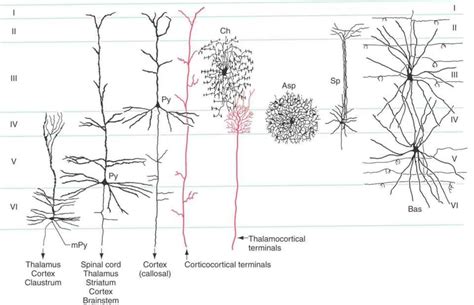 Cerebral Cortex Layers
