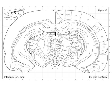 Rat Brain Atlas