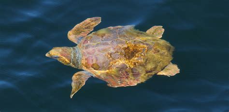 Sea Turtle Sightings Hotline Loggerhead Turtle Information