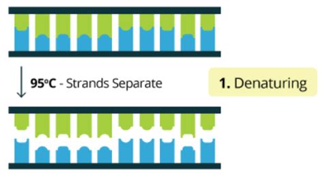 DNA Profiling Flashcards Quizlet
