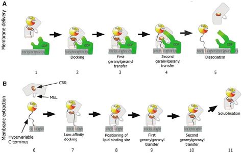 Model For The Gdi Mediated Rabypt Interaction With The Putative Rab
