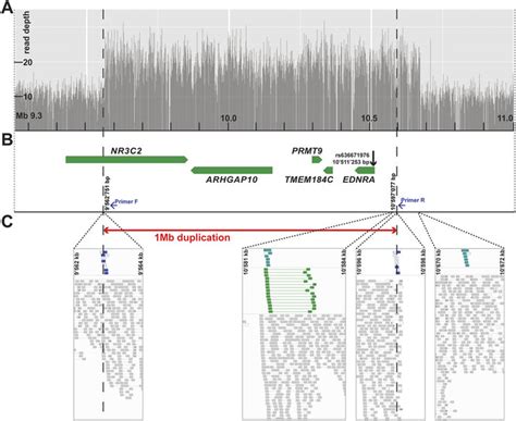 a 1 mb duplication on chromosome 17 containing ednra in boer goats