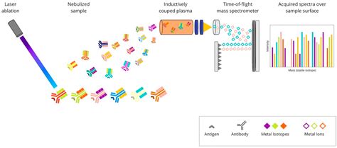 Multiplex Immunohistochemistry Immunofluorescence Mihc If Techniques Encyclopedia Mdpi