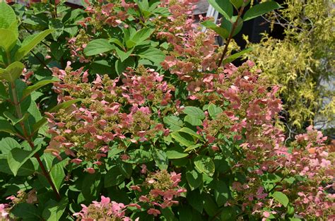 Hydrangea Pics Hydrangea P ‘quick Fire Burns Bright For Summer And