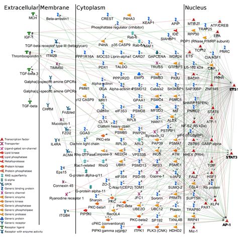 The Protein Gene Interaction Network Of The Significant Genes For The Download Scientific