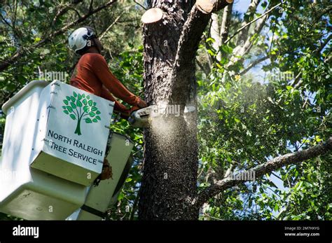 Tree Cutter Cutting A Big Limb Off A Tree NC State Stock Photo Alamy