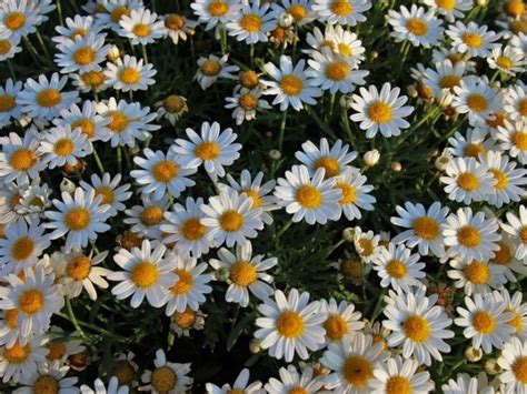 The Best Companion Plants For Plum Trees Couch To Homestead