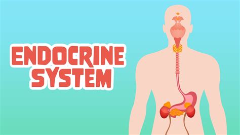 Endocrine System LearningMole