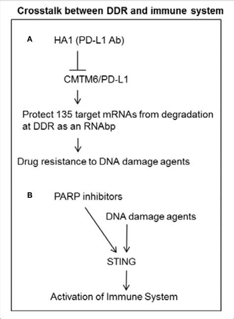 crosstalk between ddr and immune system a pd l1 can increase mrna