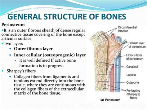 Constitution Of Bone Pptx