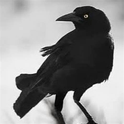 Alyssa Grasso Youtube