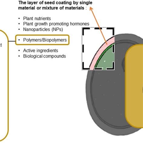 Schematic Illustration Of Polymeric Based Nanofibers Seed Coating Download Scientific Diagram