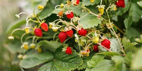 Wild Strawberries Fragaria Vesca The Lost Herbs