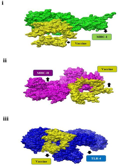 3d Model Of Docked Complexes Of Vaccine With Receptors I Vaccine