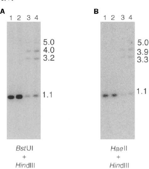 Figure 2 From Paramutation Of The R1 Locus Of Maize Is Associated With