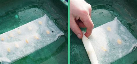 A Simple Germination Test For Seeds