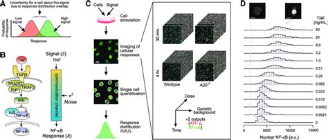 Information Theoretic Analysis Of Cell Signaling Fidelity A Download Scientific Diagram
