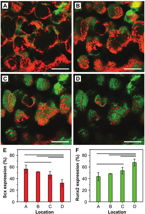 Scx Red And Runx2 Green Staining Of Ascs Seeded In The Hierarchical
