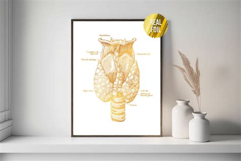 Thyroid Gland Human Anatomy Foil Print Endocrinologist T Vinatage