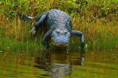 Amazon Caiman Everything You Need To Know