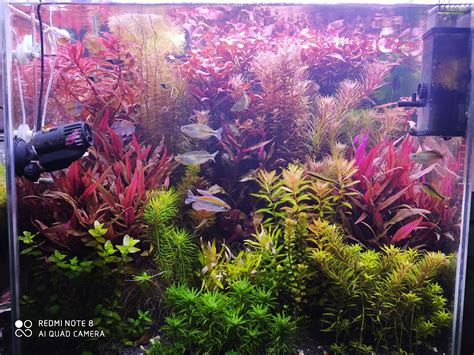 The Planted Aquarium Added A New The Planted Aquarium