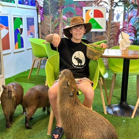 Capybara Coffee Thailand Unforgettable Moments With Capybaras