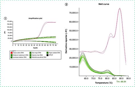 Specificity Determination Of Loop Mediated Isothermal Amplification Download Scientific Diagram