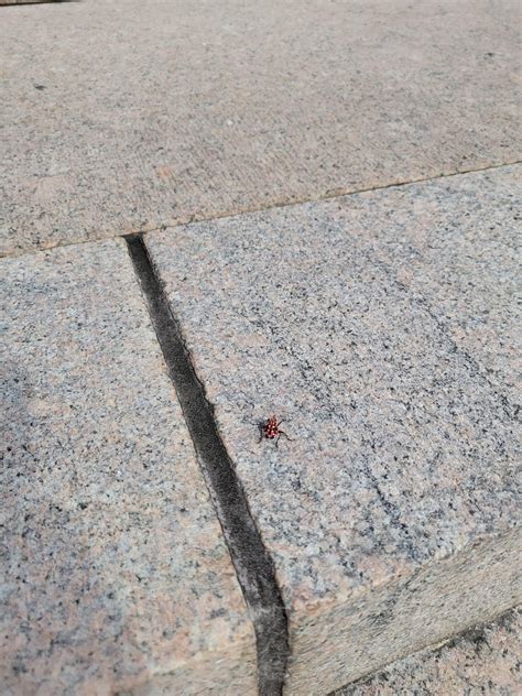 Vividly Colored Bug R Whatbugisthis