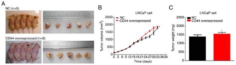 Overexpression Of Cd44 Promotes Tumorigenicity Of Prostate Cancer Cells
