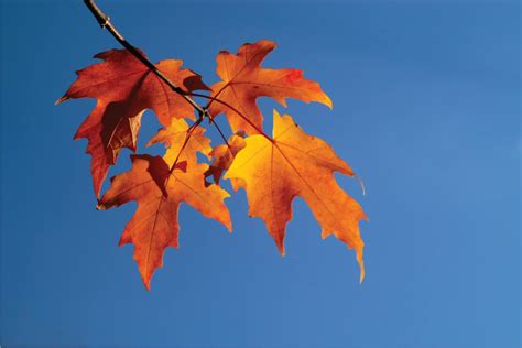 How Long Do Maple Trees Live By Type Of Maple