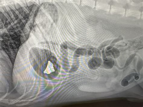 Guess The Fb R Vettech