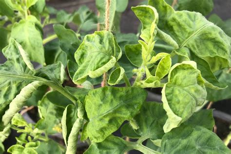 Tomato Diseases A Visual Guide To Discoloured And Distorted Leaves