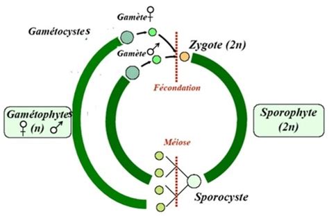 Les Phycophytes Bv Cartes Quizlet