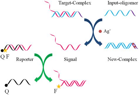 Schematic Representation Of Dna Strand Displacement Triggered By Ag Download Scientific