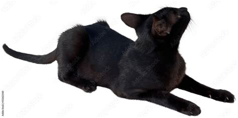 Black Cat Isolated Clipart Png Stock Photo Adobe Stock