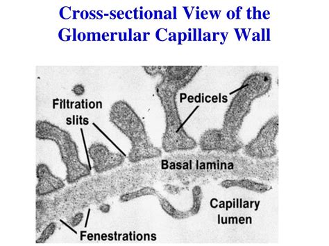 Ppt Renal Physiology Dr Eman El Eter Powerpoint Presentation Free